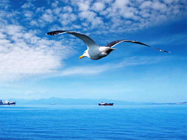 IMO takes further action on climate change