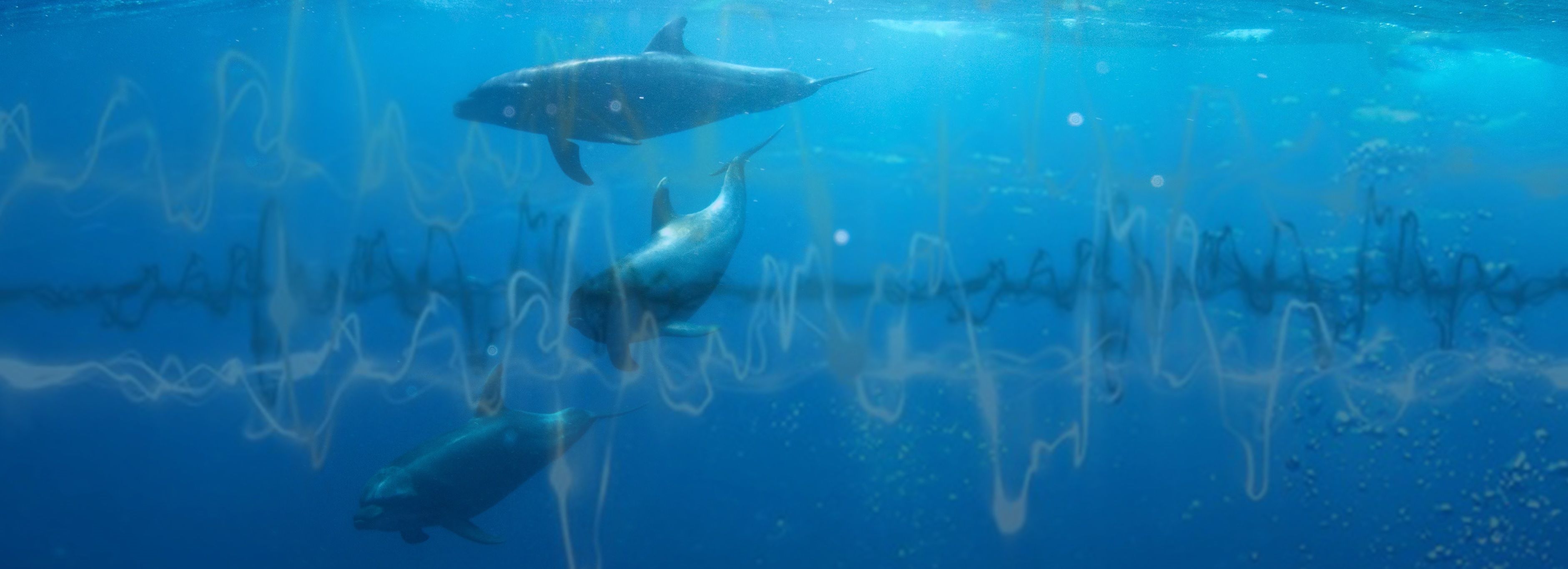 GloNoise Partnership