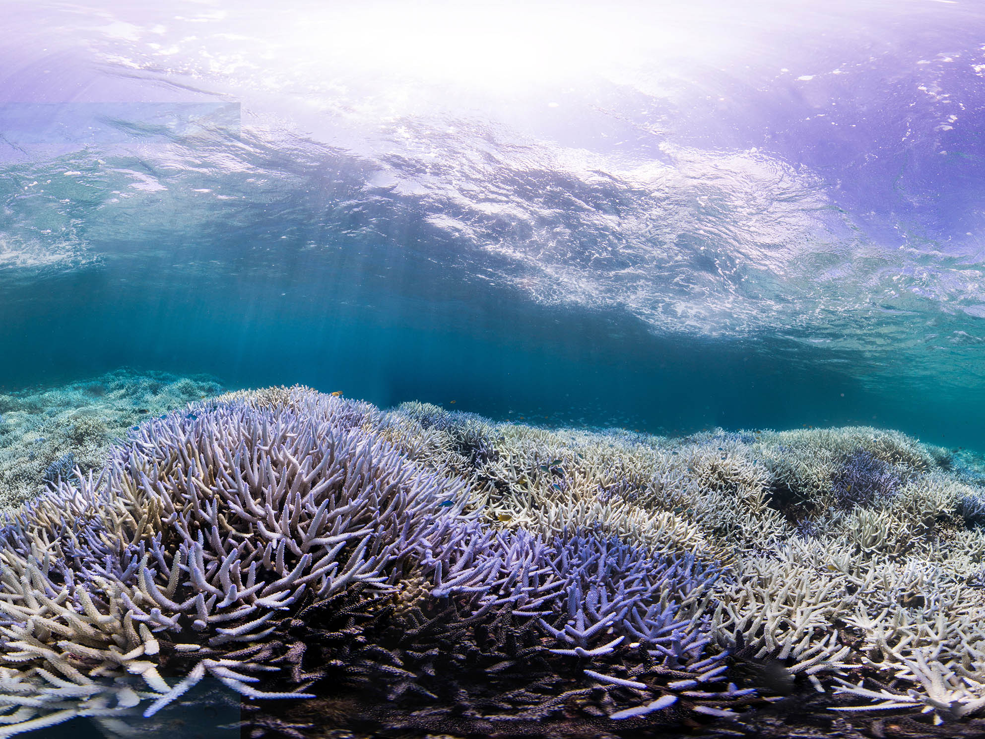 International Maritime Organization